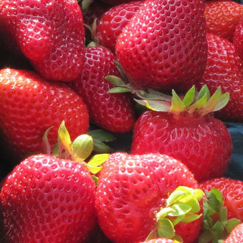 Albion Strawberry | Vanstone Nurseries