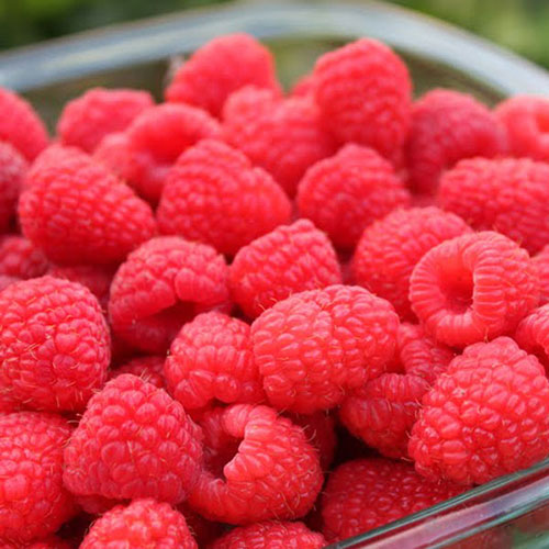 Red Mammoth Raspberry | Vanstone Nurseries