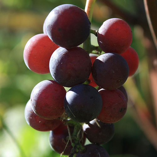 Big Blue Grape | Vanstone Nurseries