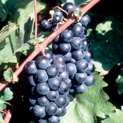 Beta Grape | Vanstone Nurseries