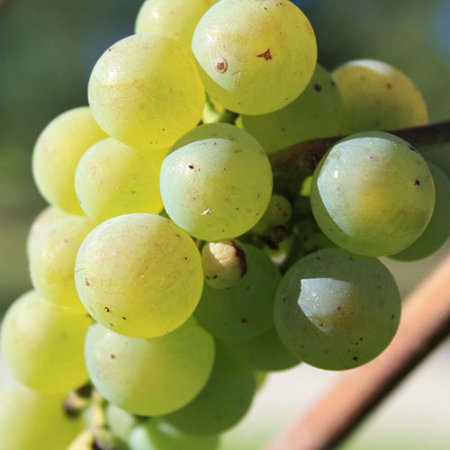Big Green Grape | Vanstone Nurseries