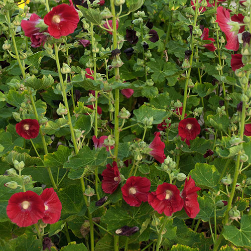 Spotlight Mars Magic Hollyhocks | Vanstone Nurseries