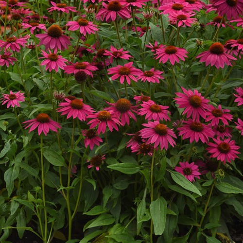 Artisan™ Brilliant Rose Coneflower | Vanstone Nurseries