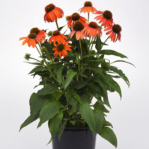 Artisan™ Soft Orange Coneflower | Vanstone Nurseries