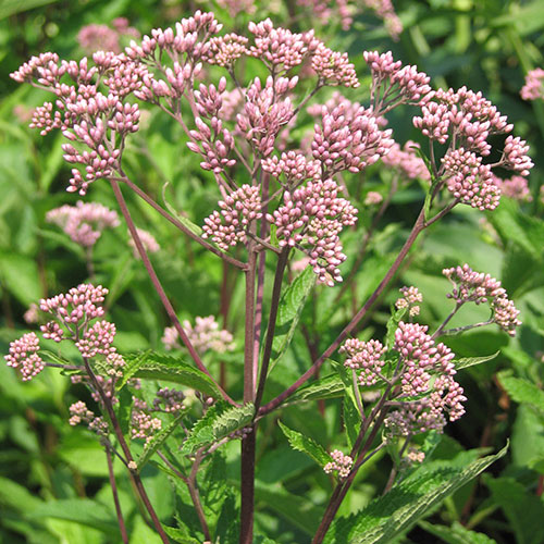 Little Pye Joe Pye | Vanstone Nurseries