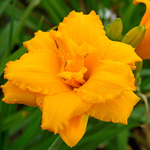 Condilla Daylily | Vanstone Nurseries