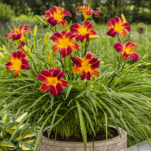 EveryDaylily Red Ribs Daylily | Vanstone Nurseries