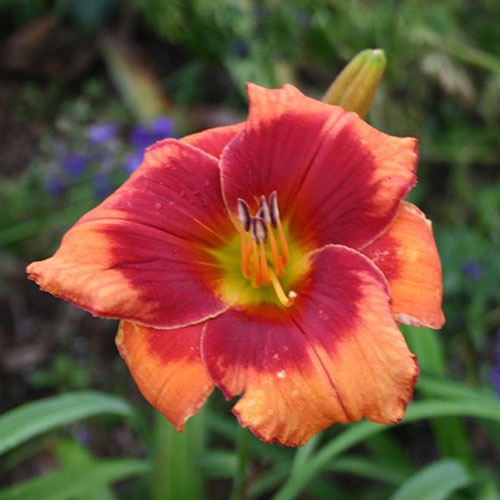 Frank Smith Daylily | Vanstone Nurseries