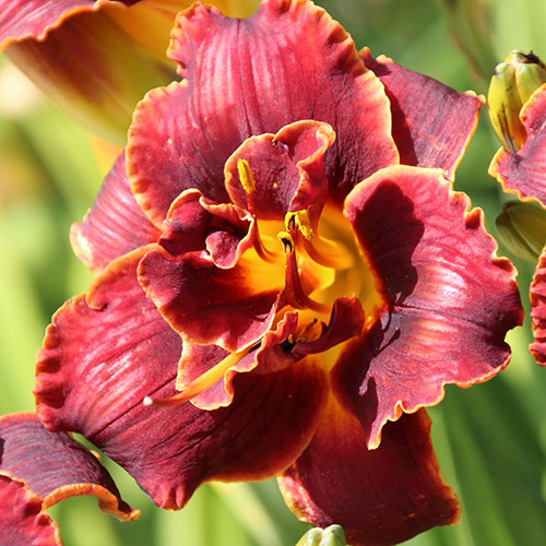 Night Embers Daylily | Vanstone Nurseries
