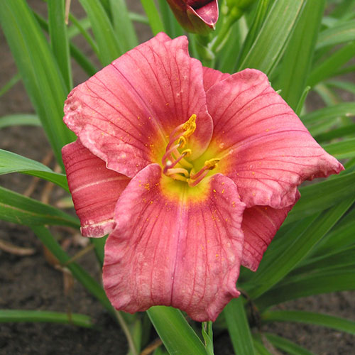 Rosy Returns Daylily | Vanstone Nurseries