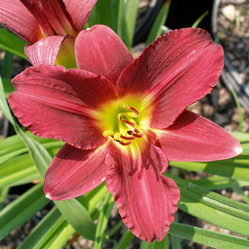 Ruby Stella Daylily | Vanstone Nurseries