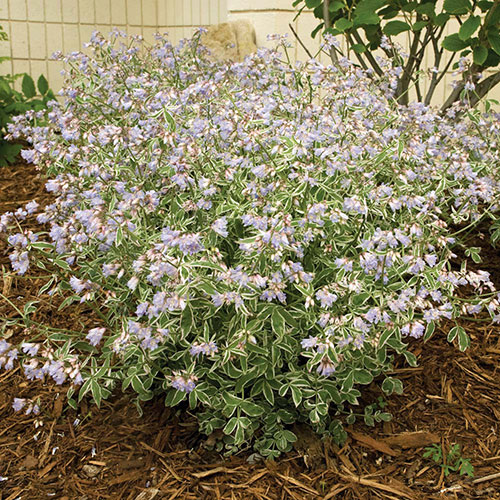 Touch of Class Jacob's Ladder | Vanstone Nurseries